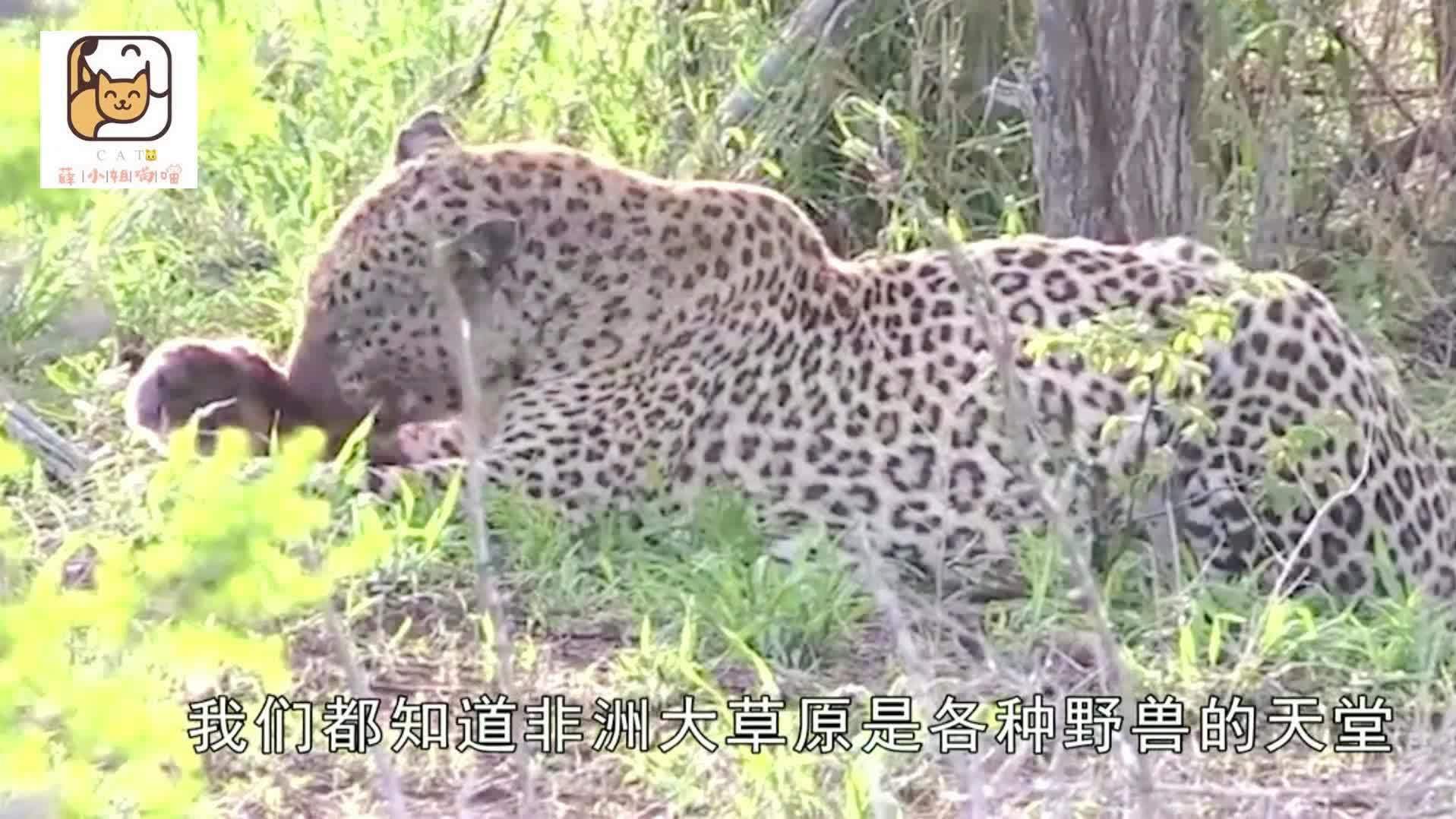 把一只成年的藏獒放到非洲草原上,到底能存活多久?结局亮了