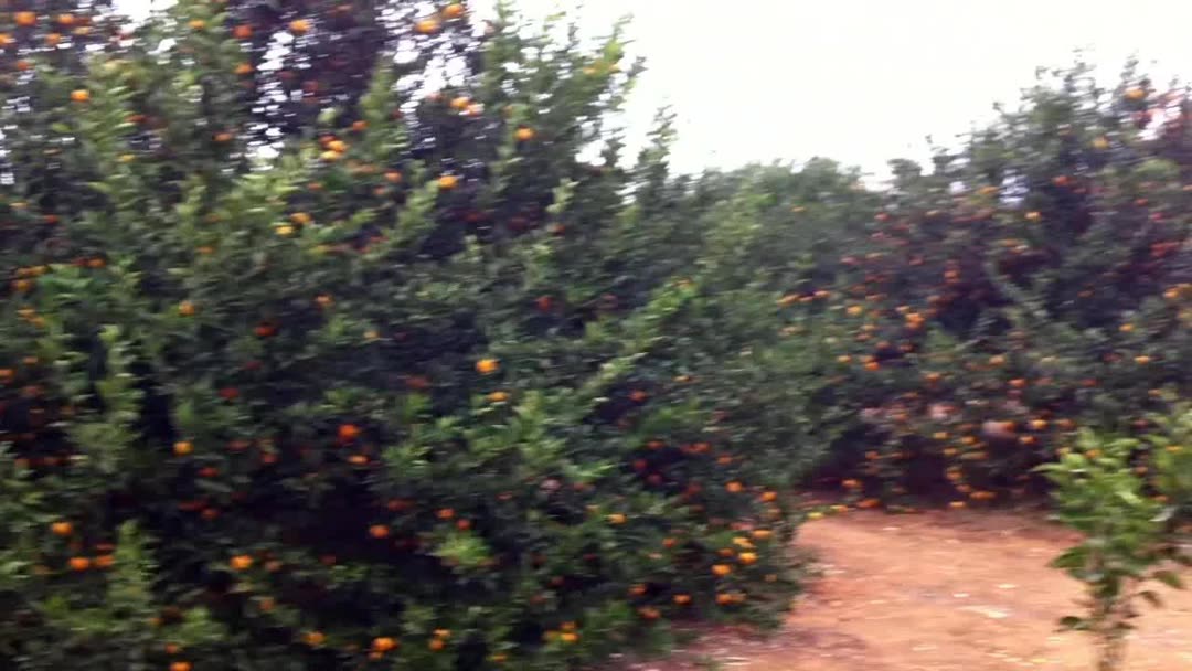 南昌一日游哪里好玩?-寿英百果园不错!