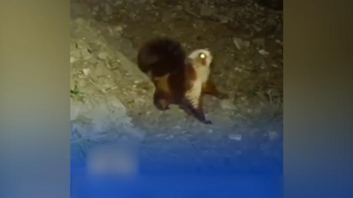 课本中的“寒号鸟”原来不是鸟,它长这样