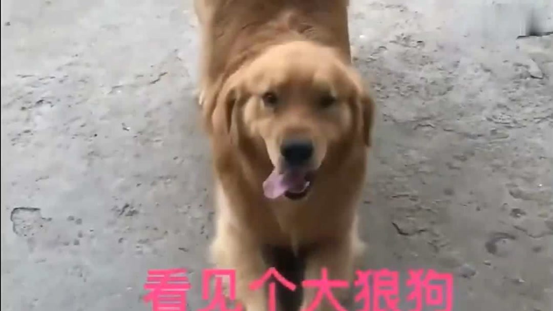 马犬生气不帮金毛,金毛一只狗去和大狼狗打架,镜头记录全过程。