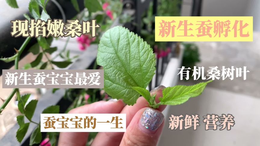 #蚕宝宝孵化#蚕宝宝成长记 #养蚕人的日常