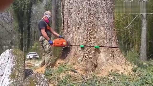 树木被砍伐,震动力量太强,长知识了