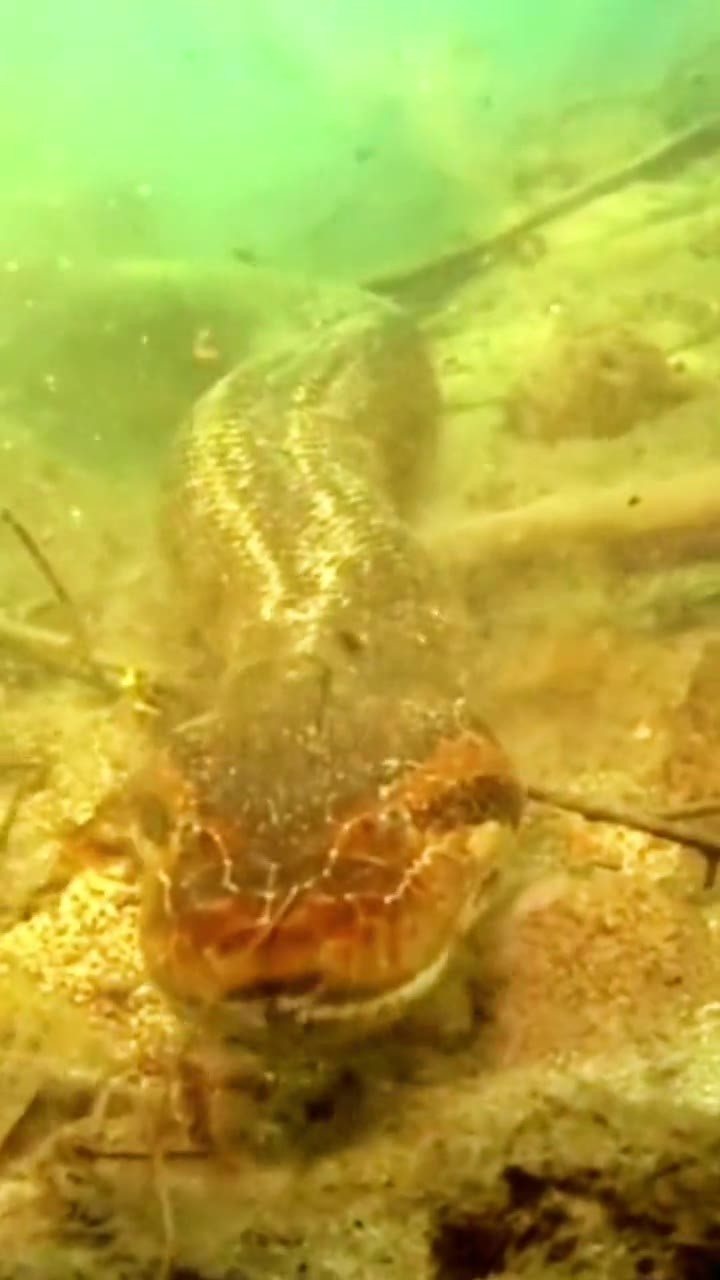 巨大的蟒蛇动物世界