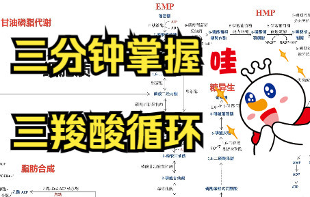 两分钟掌握三羧酸循环