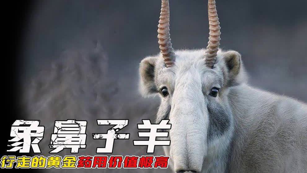 国内灭绝的“象鼻子羊”,1斤羊角卖2000美金,药用价值很高