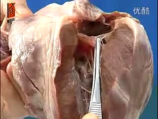 观察哺乳动物心脏的结构