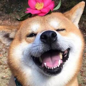 小神兽基础数学 