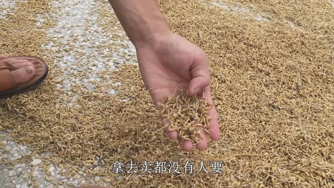 连续下了十几天雨了,家里的稻谷都发芽了,半年又白干了,苦啊