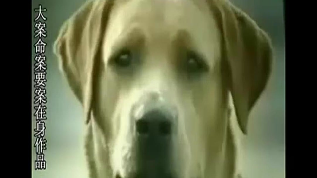 【娱乐恶搞】动物搞笑幽默动物跳舞模仿人类开心_高清