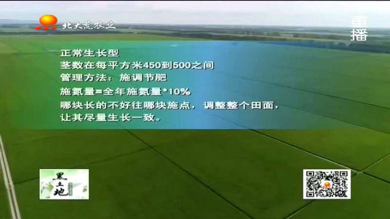 生长正常型水稻如何施穗肥?农业专家给出专业答案
