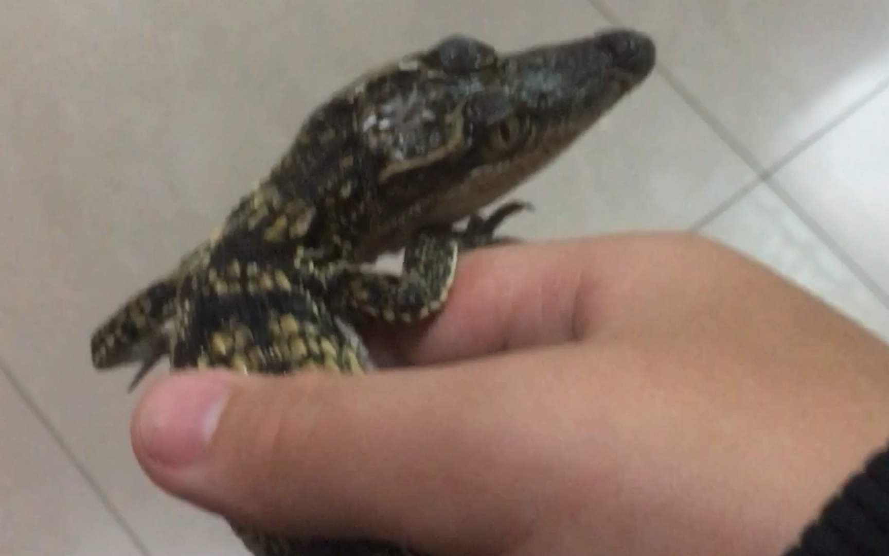 网购的小鳄鱼开箱视频