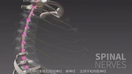 「3D演示」人体神经系统的功能
