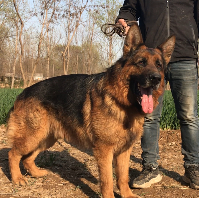 一诺犬业李国显 