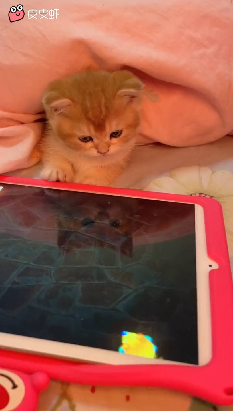小猫咪玩抓老鼠模拟器