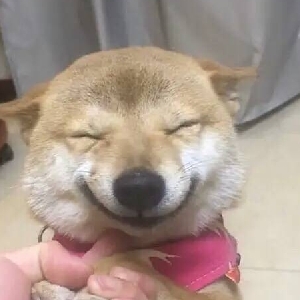 爱吃鱼的乔尔摩斯 
