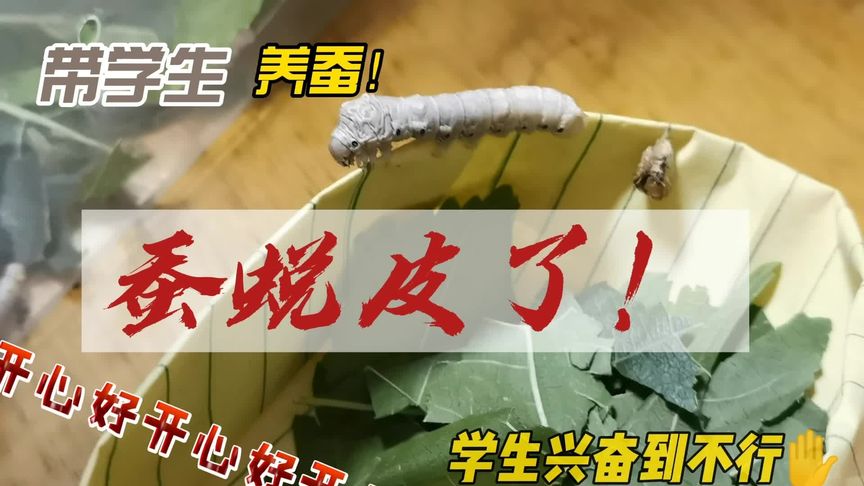 #你上过这样的科学课吗?课堂上观察到了蚕宝宝蜕皮