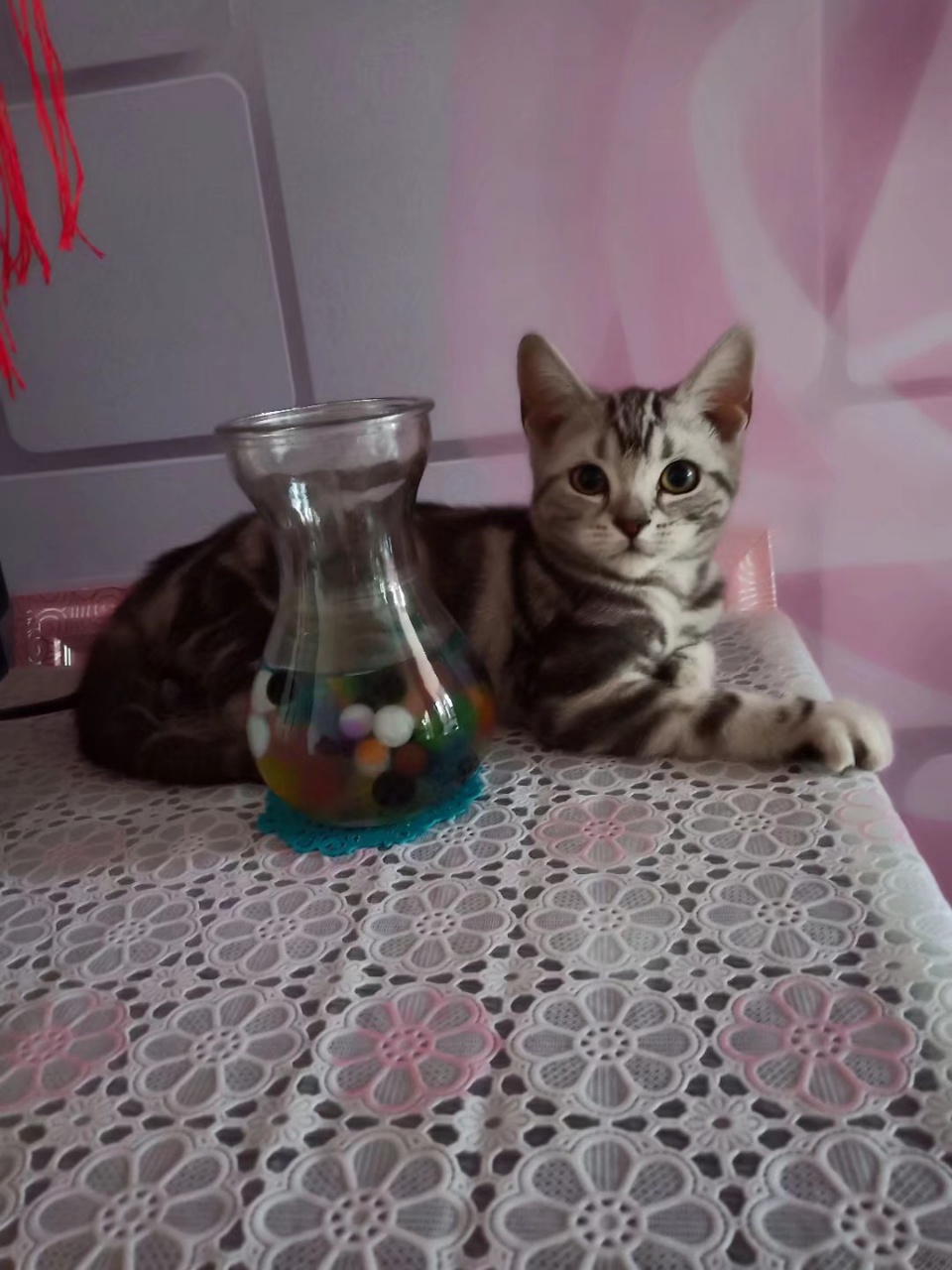 逯小猫 