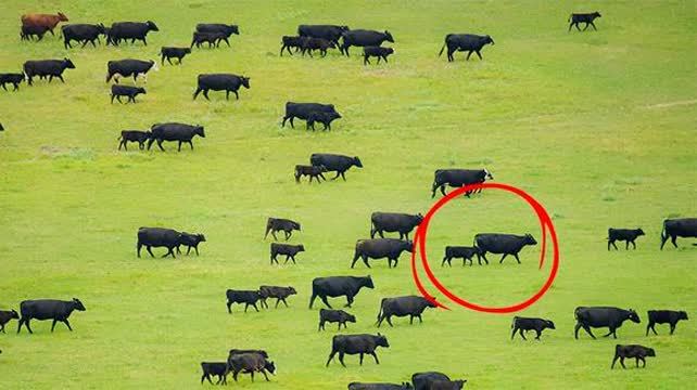4件科学无法解释的事,牛在举行神秘法事,头朝一个方向吃草?