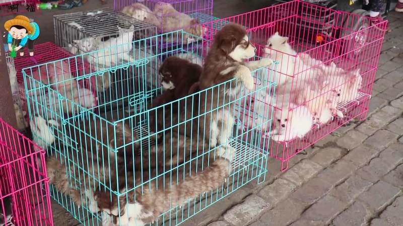 农村热闹狗市,各种各样的宠物狗看的小伙眼花缭乱,你喜欢哪一个