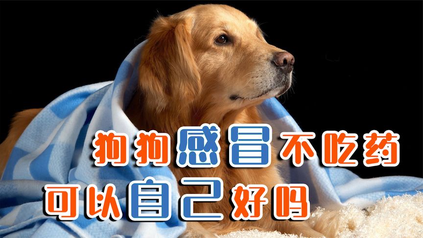 狗狗感冒不吃药可以自己好吗