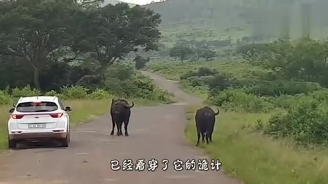 水牛拦住车辆不让通过,司机抱着侥幸心理硬闯,下一刻意外发生了