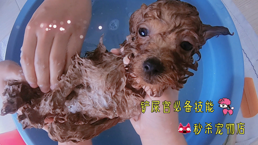 铲屎官必备技能之教你如何在家给狗狗洗澡!秒杀宠物店!
