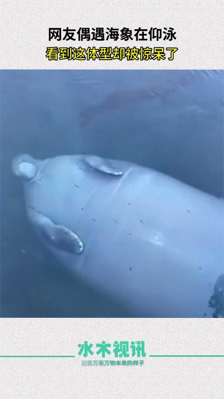 网友偶遇海象在仰泳,看到这体型却被惊呆了