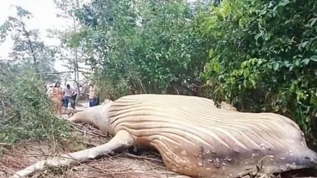 森林中惊现“巨型生物”,上前一看吓坏了,赶紧上报给了国家