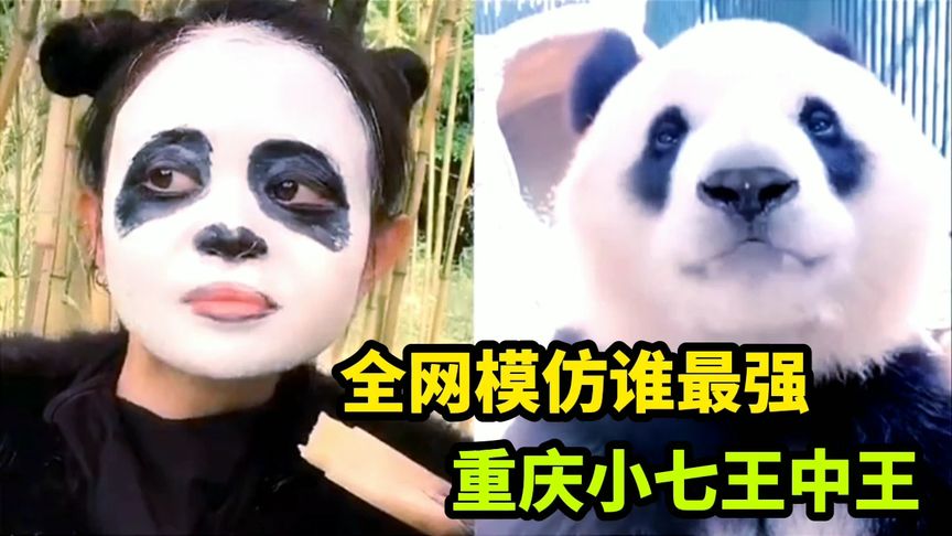 美女模仿动物盛宴,熊猫猴子公鸡懒驴全到位,搞笑萌翻众网友,