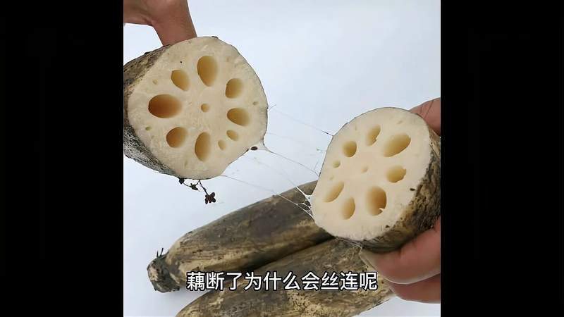 21. 藕断了为什么会丝连呢?