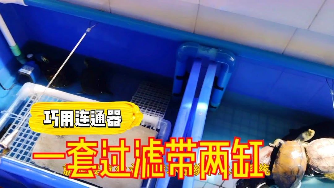 周末折腾,两个龟缸并联一个过滤,巧用连通器,鱼缸不建议如此做