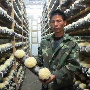 老钟在农村种银耳 