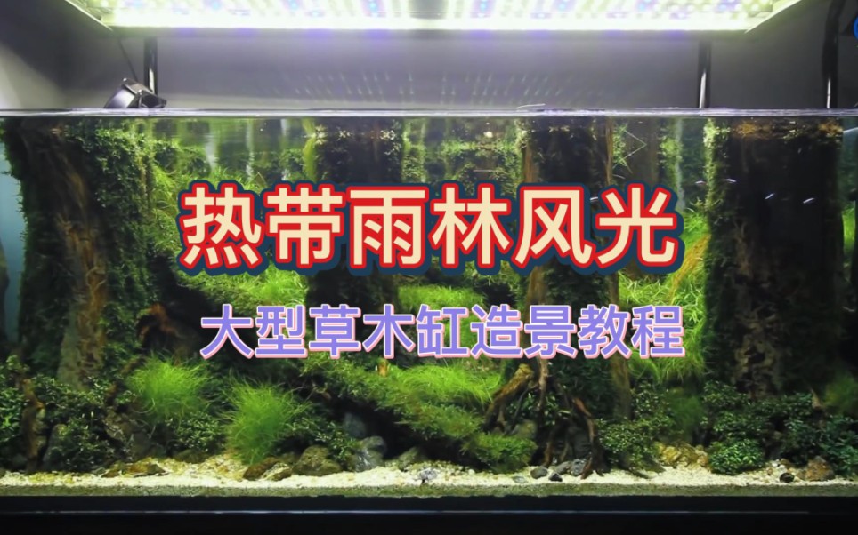 热带雨林风光-大型草木缸造景教学