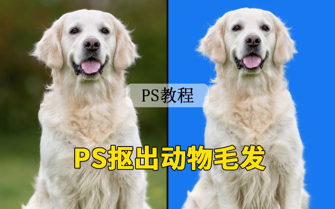 【PS教程】你知道怎么怎么抠出动物毛发吗?一起来学习吧
