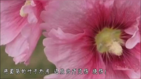 这个花有很大的药用价值,农村人都吃过,你们那儿叫什么?