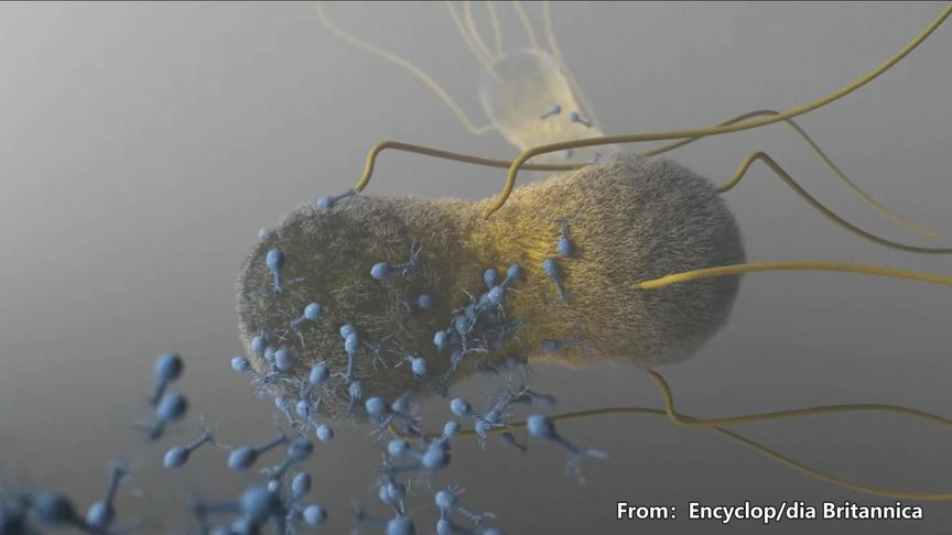 科学家发现大量病毒,专杀细菌,模糊了生命与非生命的界限
