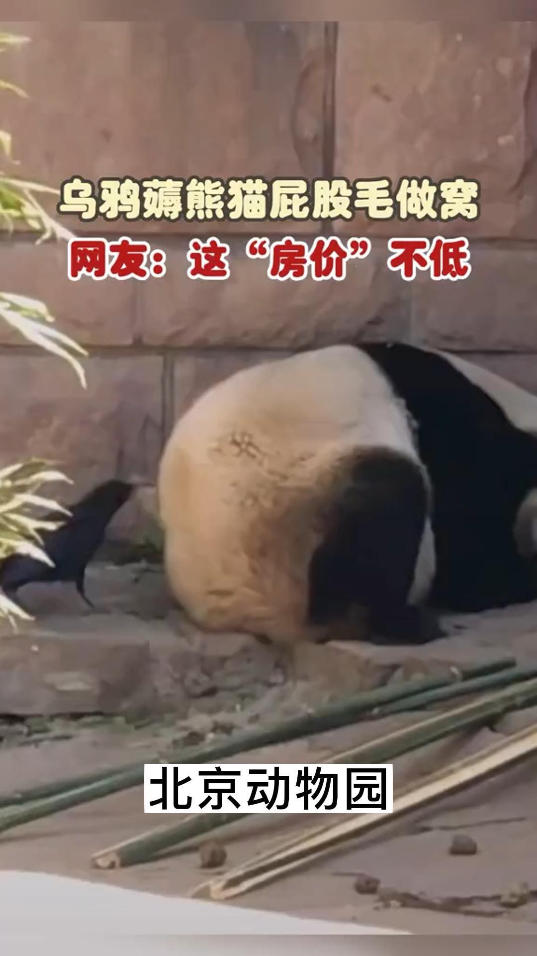 这房价不低啊!乌鸦薅熊猫屁股上的毛做窝,萌兰:自己的宠物宠着呗