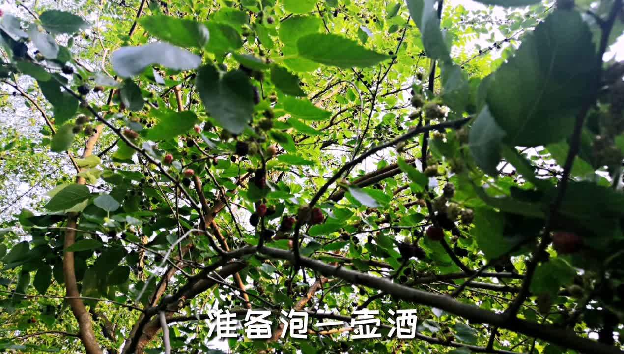 【自制桑葚果酒】桑葚泡酒用这种方法,口感醇厚,真的很好喝