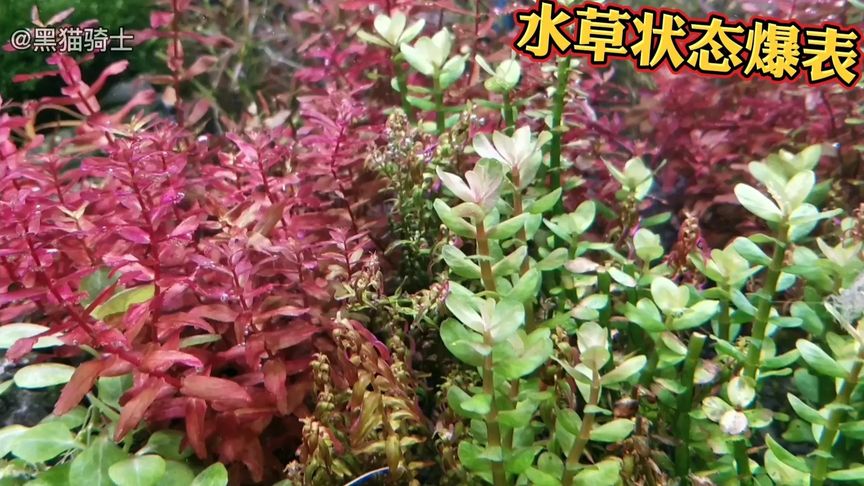 这草缸的状态太好了,水草颜值爆表啊!这就是底砂过滤系统草缸!