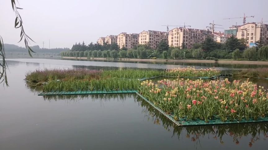 扶淇河～那片净化水的水草开花啦!