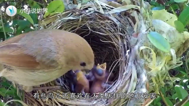 鸟窝筑巢怎么都朝上?鸟类羽毛还有这功能