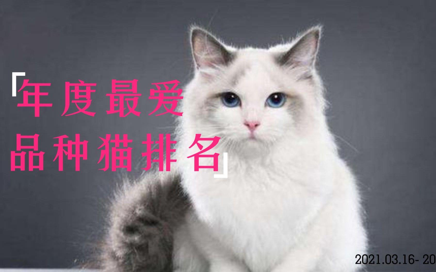 2021年猫咪喜爱度排名,看看你家猫咪排第几?