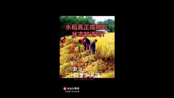 水稻生长进程014