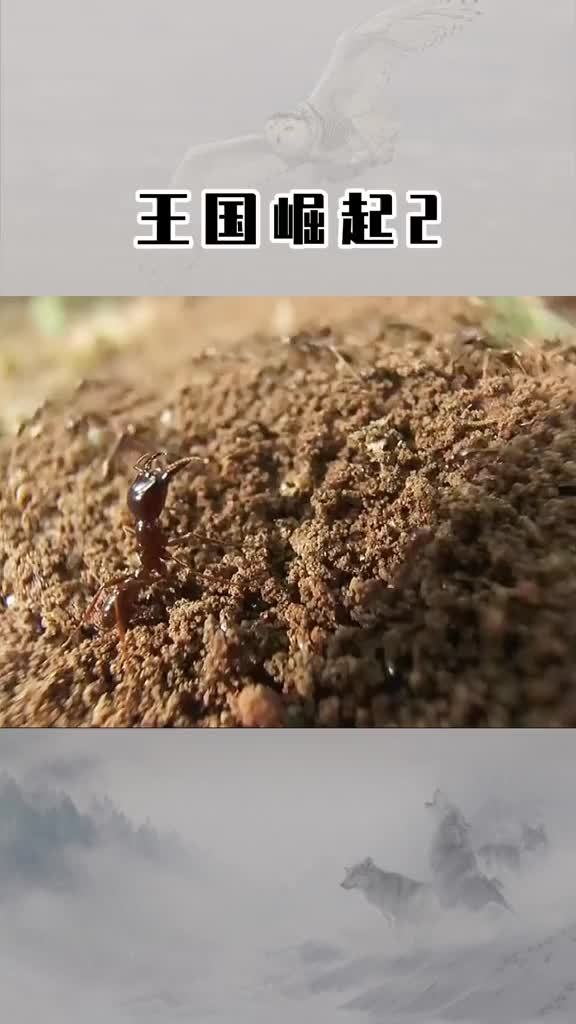 #行军蚁大战白蚁王国#神奇动物#动物世界#蚂蚁#科普#涨知识