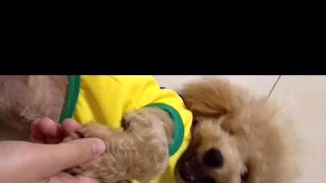 Tidy的成长史(一部分)