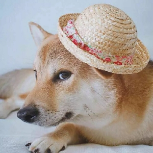 历史的遮羞布丶 