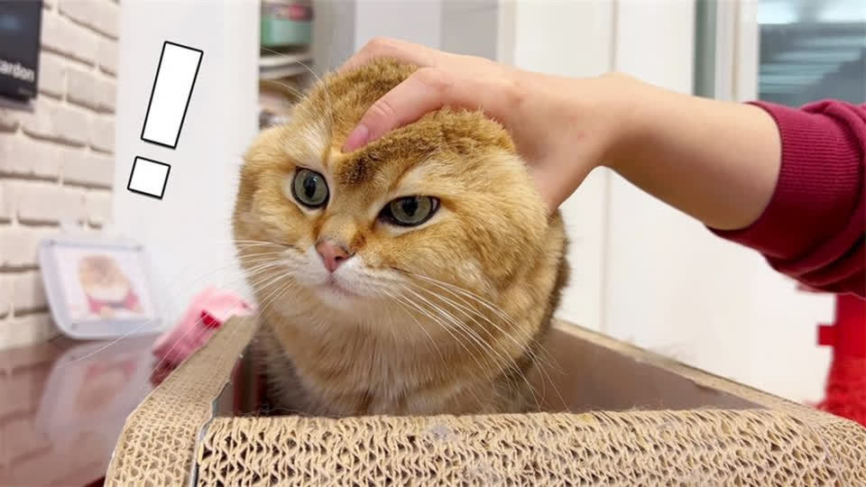 猫咪信任度测试,我家猫咪是信任吗?
