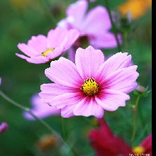 青青小草27440217 