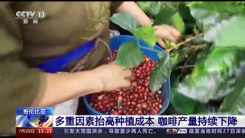 [新闻直播间]哥伦比亚 多重因素抬高种植成本 咖啡产量持续下降