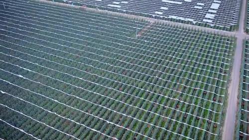 标准化现代果园建设技术!包括打桩、锚地钉、架设防鸟网等等